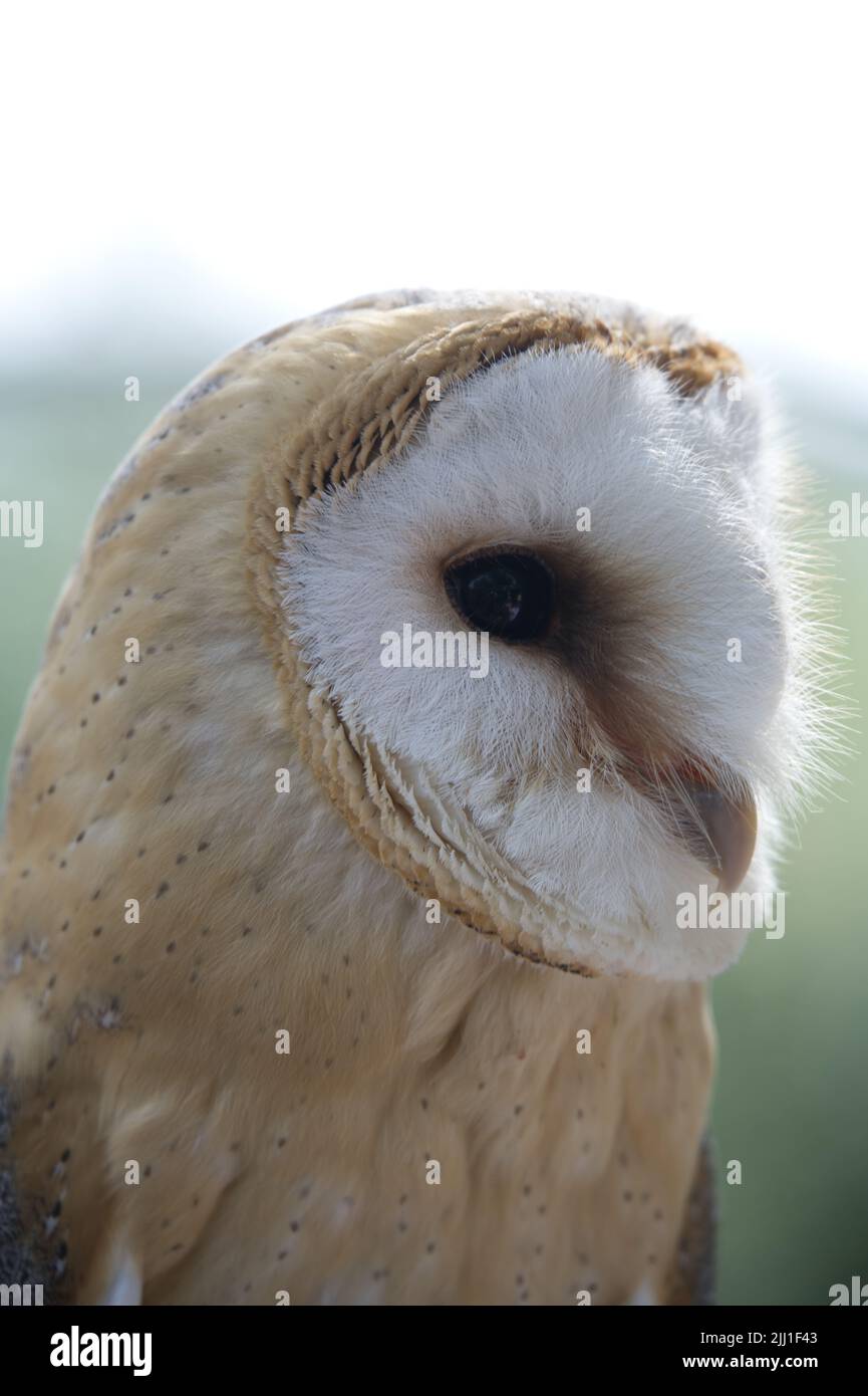 female Barn owl close up Stock Photo - Alamy