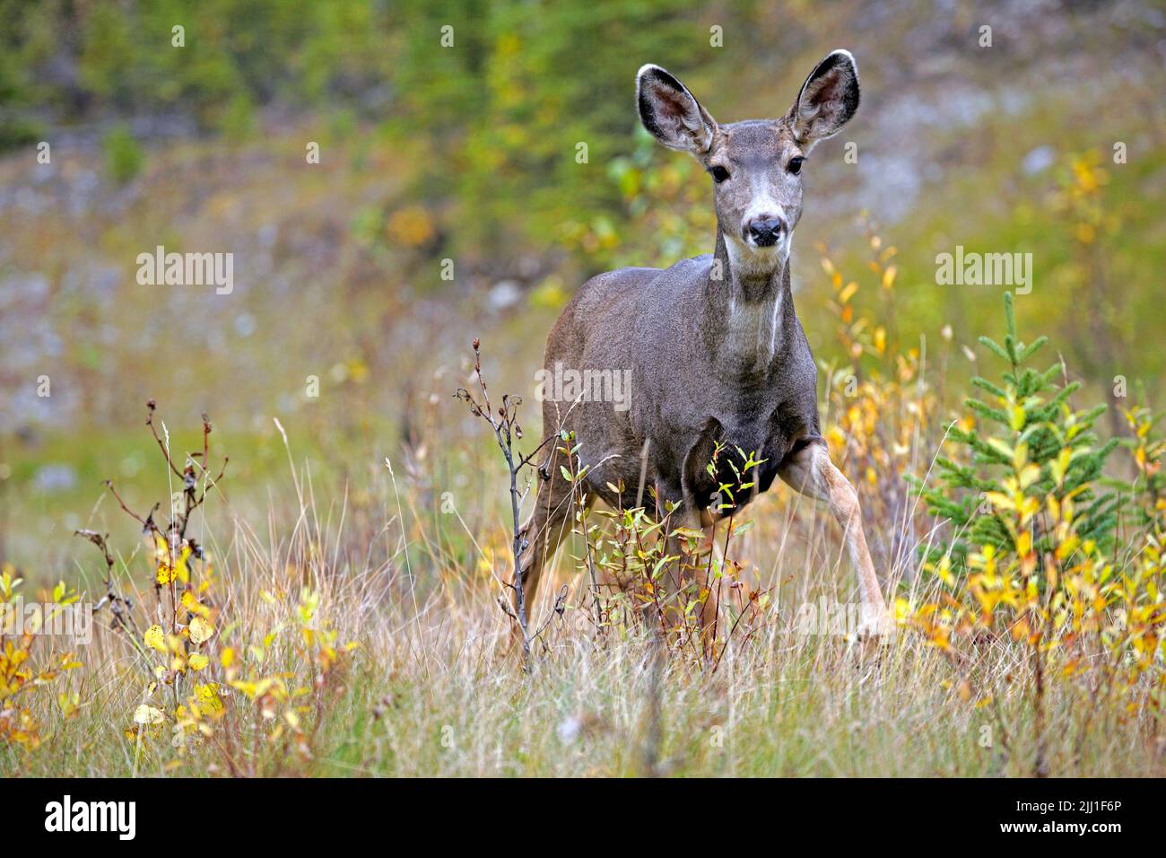 Mule Deer Doe standing in forest clearing, alert Stock Photo - Alamy