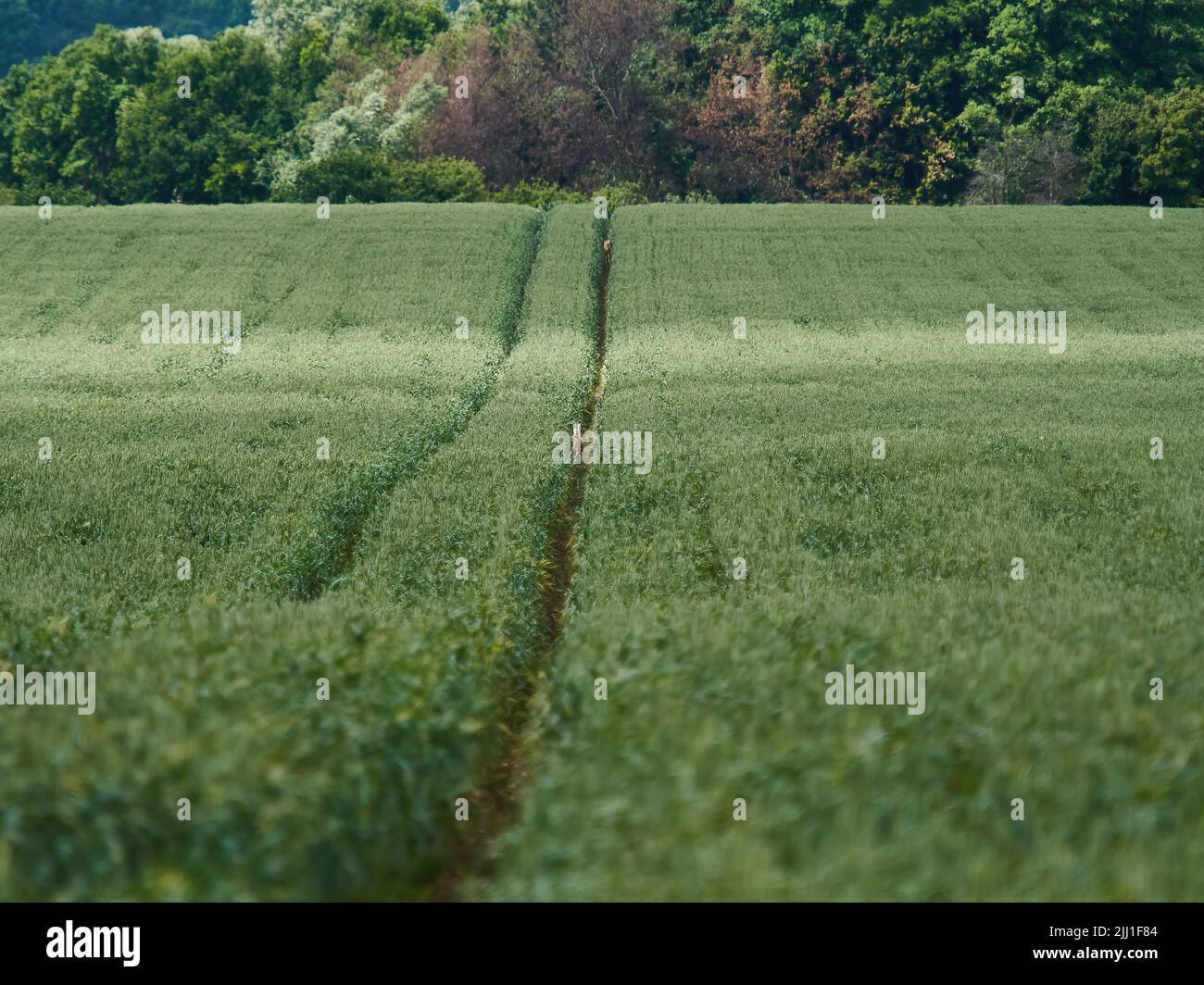 A deer, spooked by something, sprints along the diminishing lines of ...