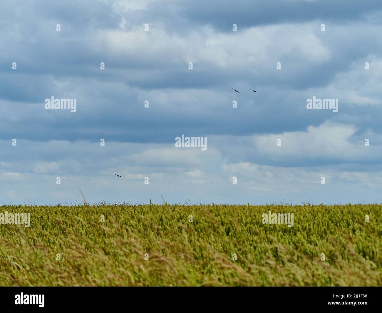 A flock of distant, silhouetted crows soaring in an immense clouded sky ...