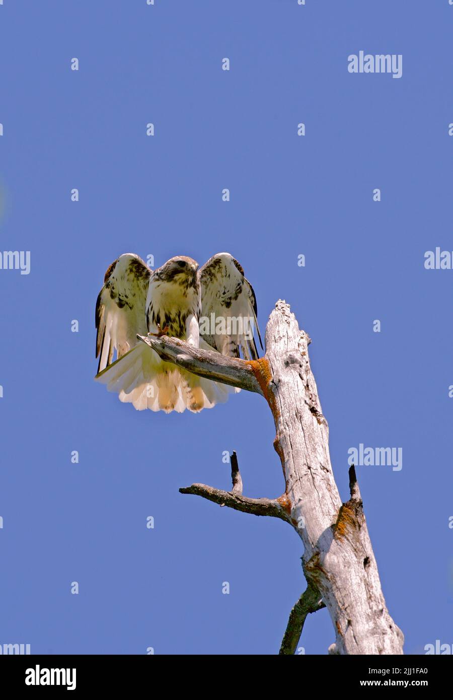 White tailed phase hi-res stock photography and images - Alamy