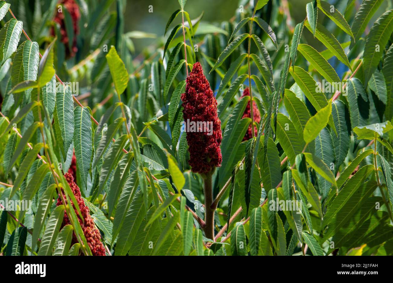 A close-up with a Rhus glabra flower, tree, branch Stock Photo - Alamy