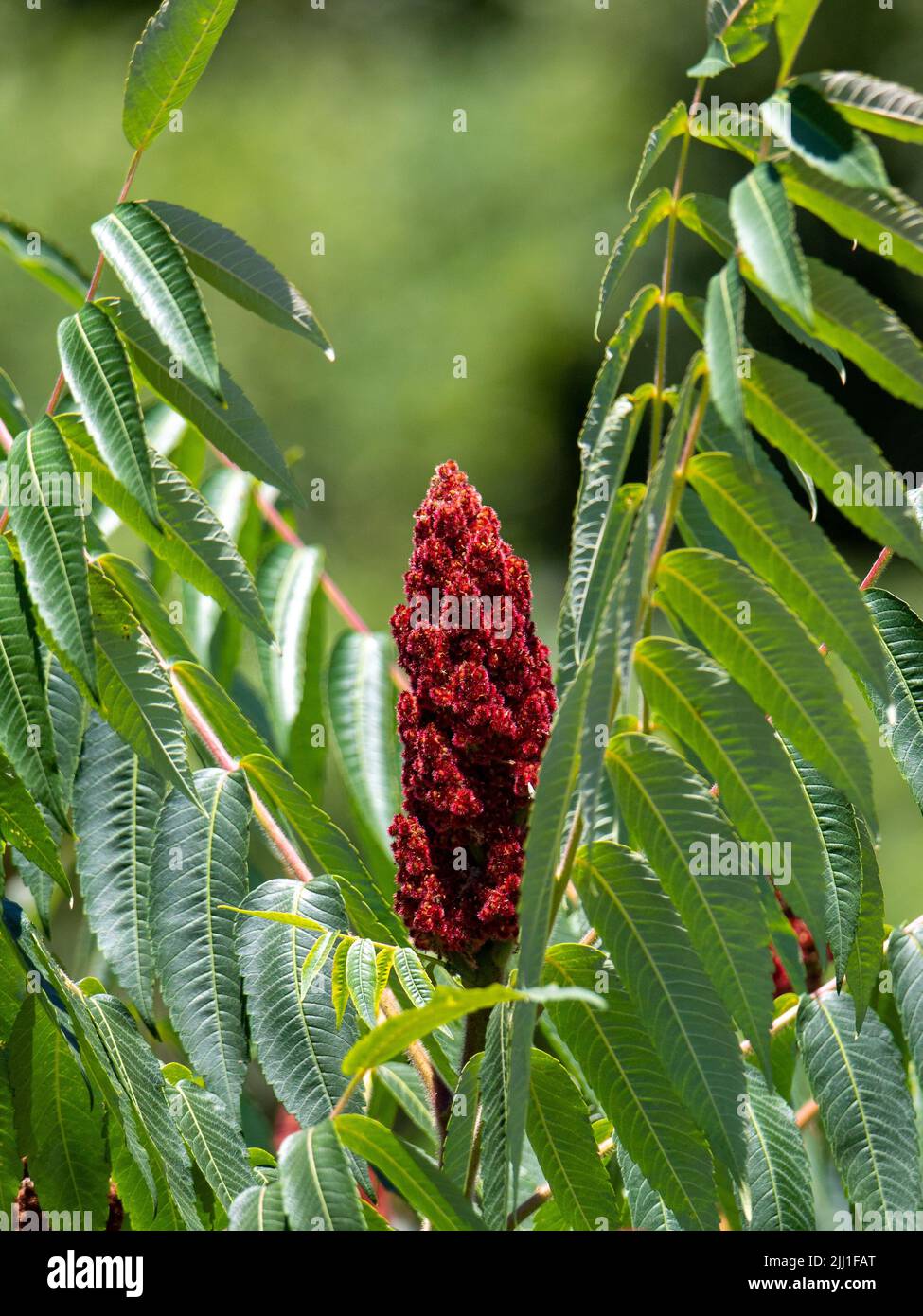Rhus glabra hi-res stock photography and images - Alamy