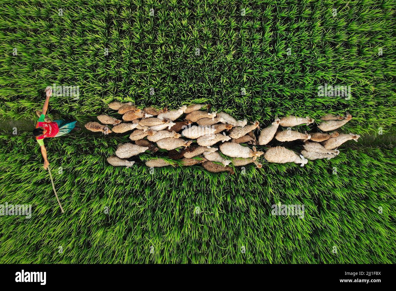Aerial view of a shepherd herding sheep through lush green paddy fields ...