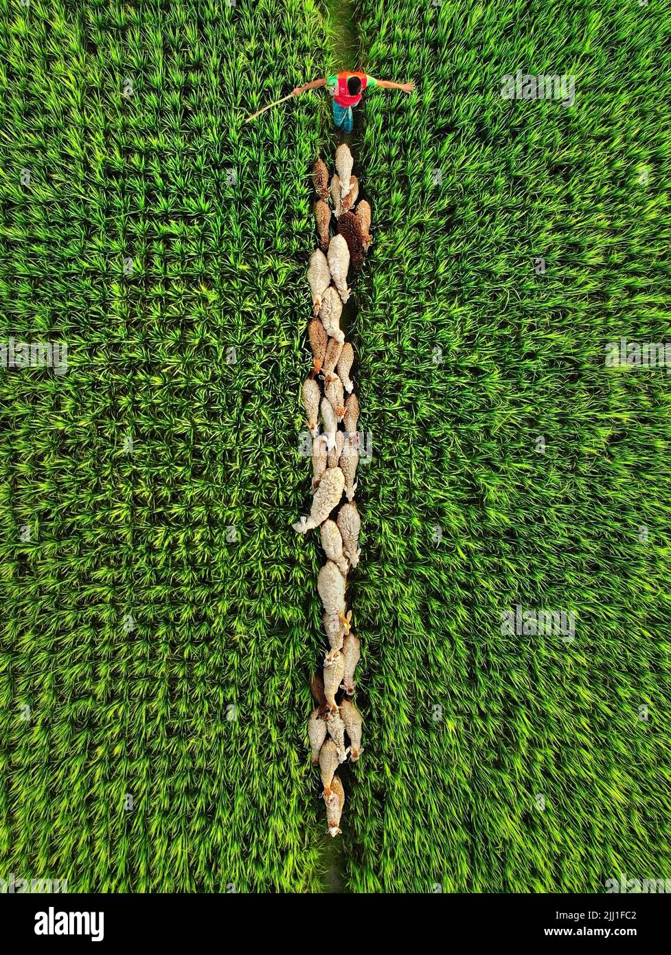 Aerial view of a shepherd herding sheep through lush green paddy fields ...