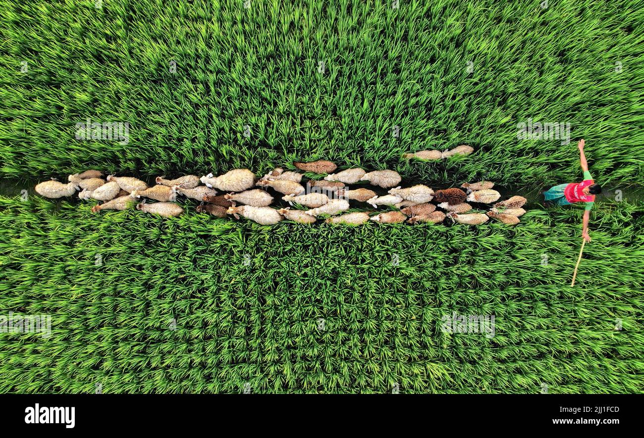 Aerial view of a shepherd herding sheep through lush green paddy fields ...