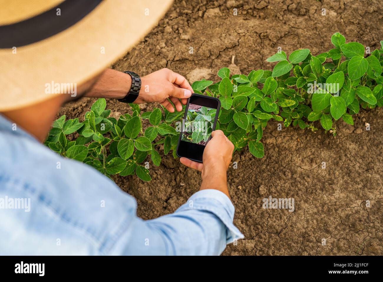 Farmer photographing crops with phone in his growing soybean field ...