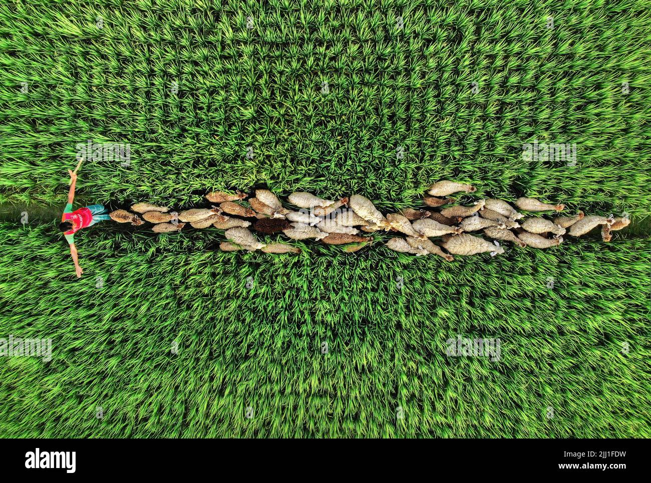 Aerial view of a shepherd herding sheep through lush green paddy fields ...