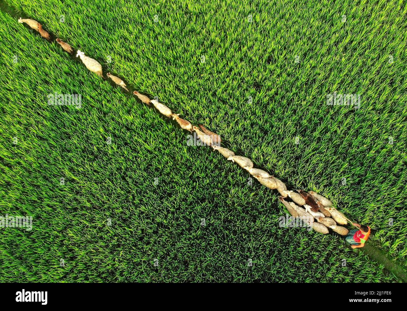 Aerial view of a shepherd herding sheep through lush green paddy fields ...