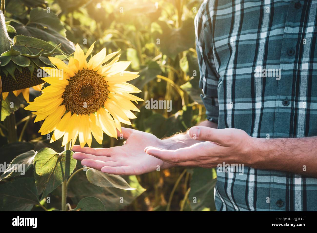 Farmer is showing successful bloom of a sunflower while standing in his ...