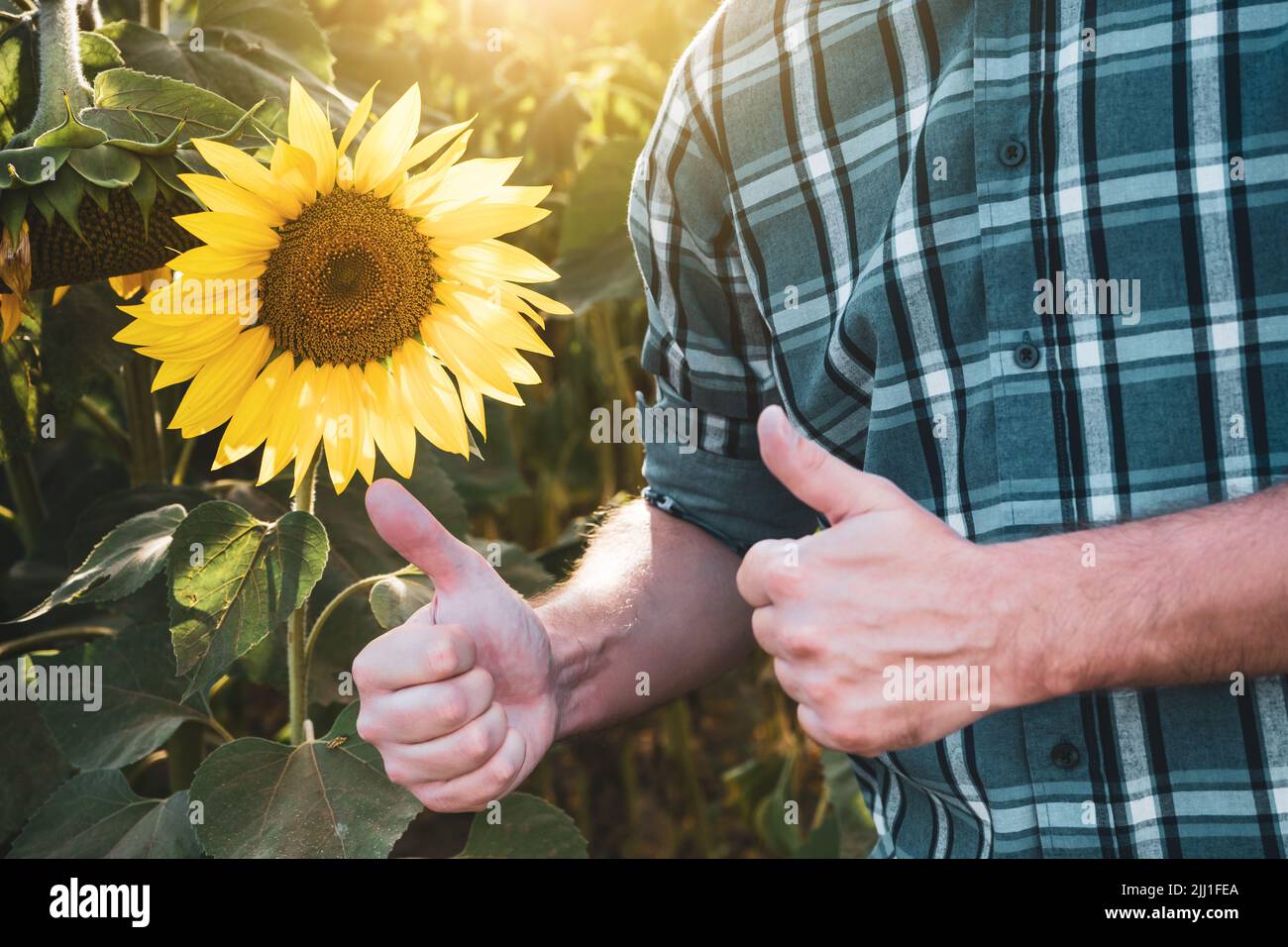 Farmer is showing thumbs up for successful bloom of a sunflower while ...
