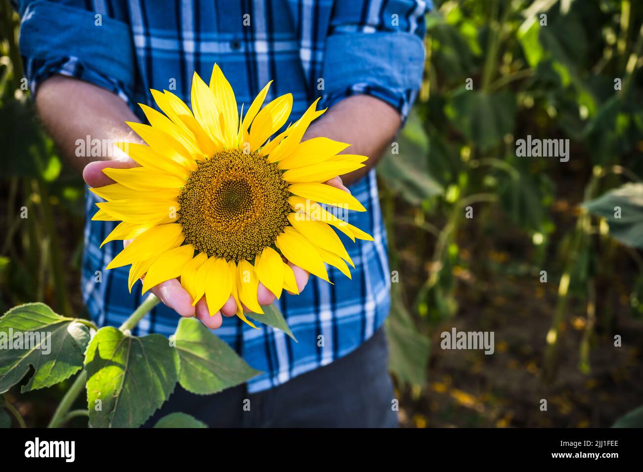 Farmer is showing successful bloom of a sunflower while standing in his ...