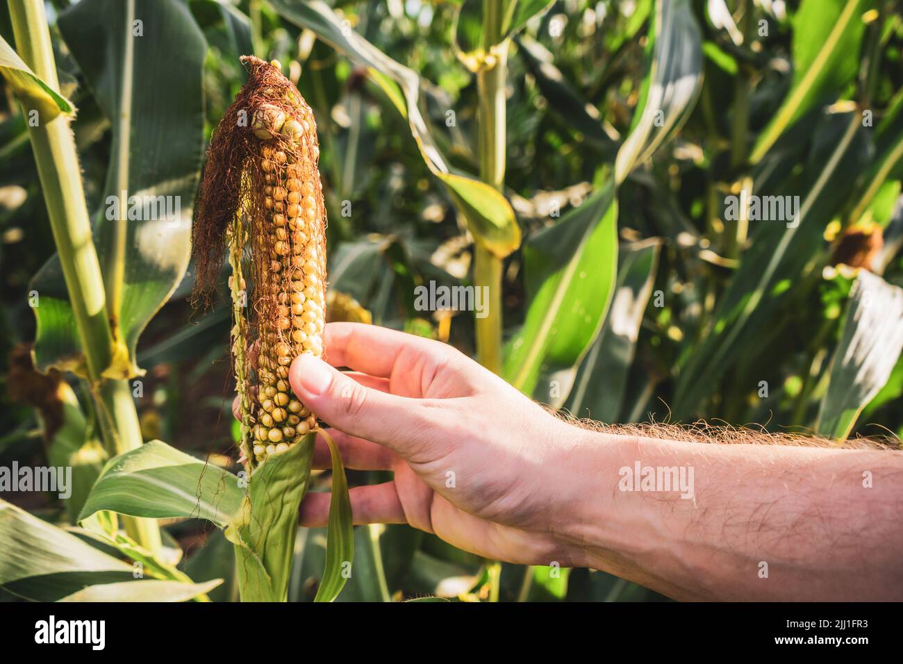 Farmer is examining dry corn while standing at his crops field Stock ...