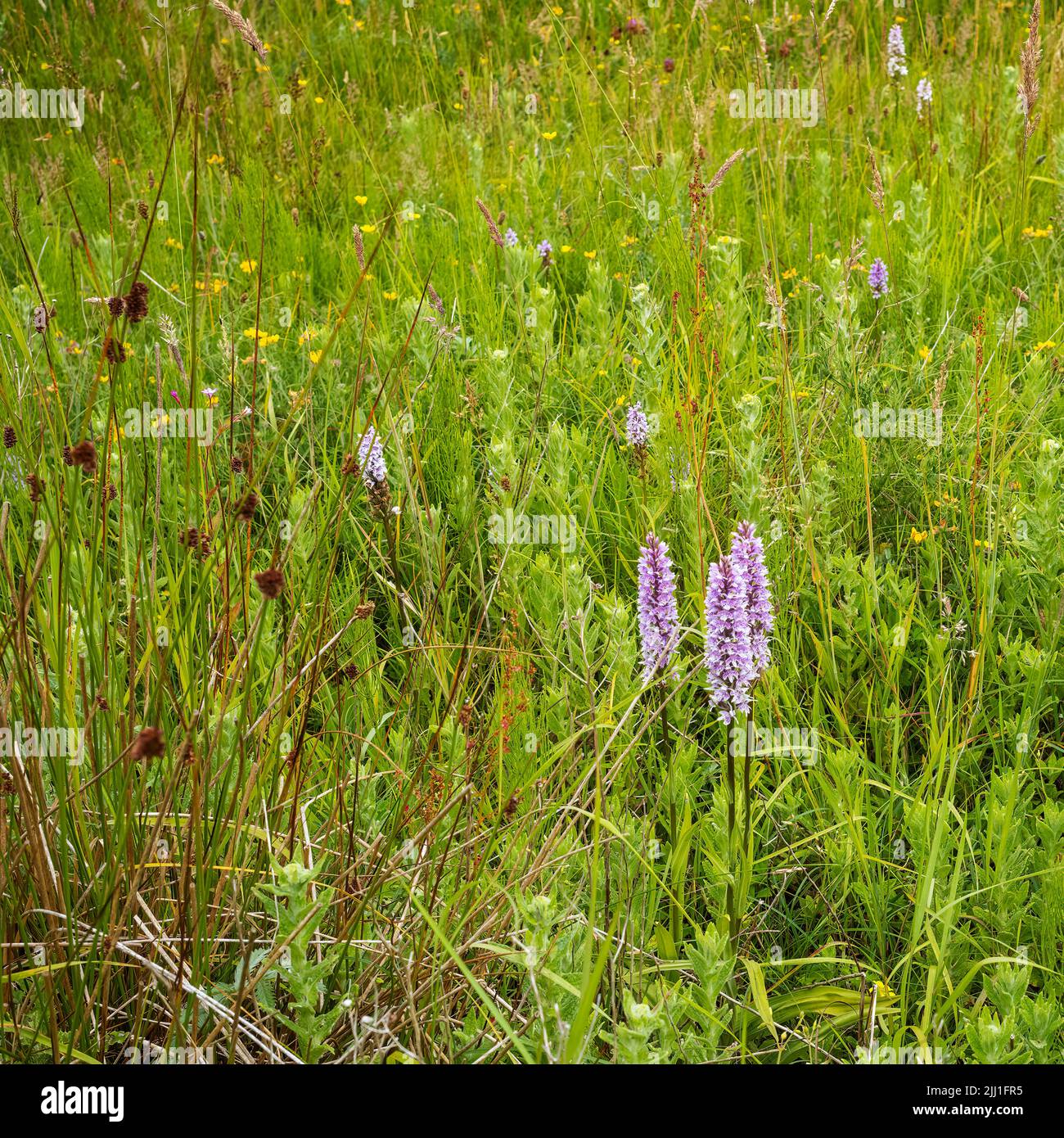 The calming influence of biodiversity in a wild meadow near to Moelfre ...