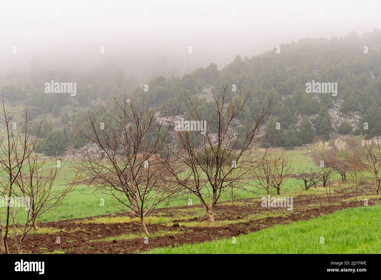 Selective focus shot of trees and field Stock Photo - Alamy