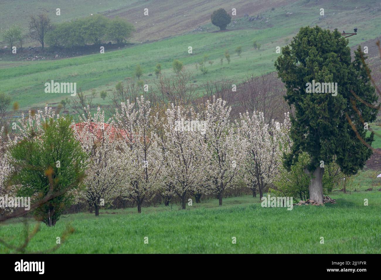 Open wooded area flower hi-res stock photography and images - Alamy