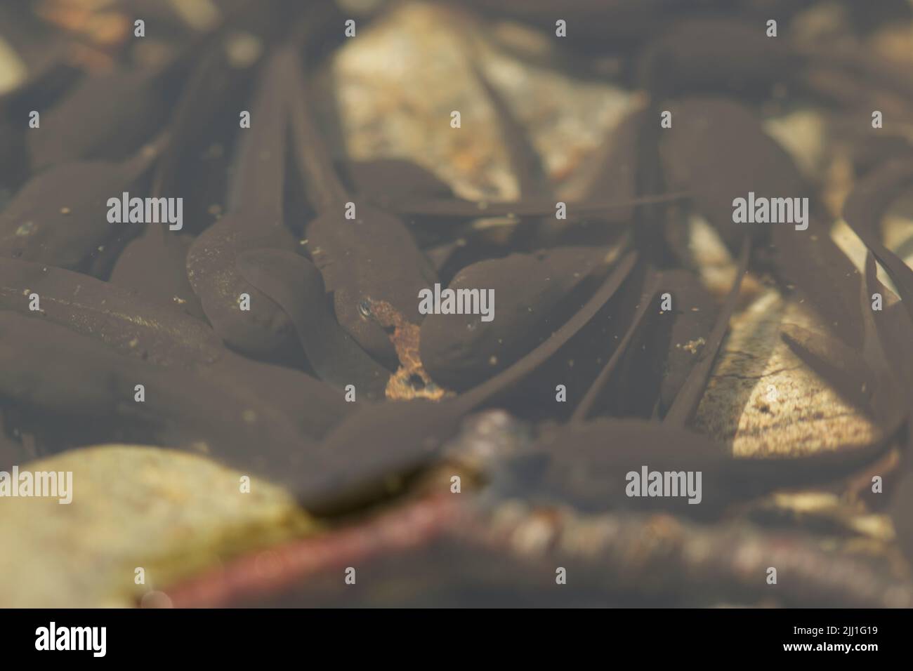Tadpoles in a stream in Wales Stock Photo - Alamy