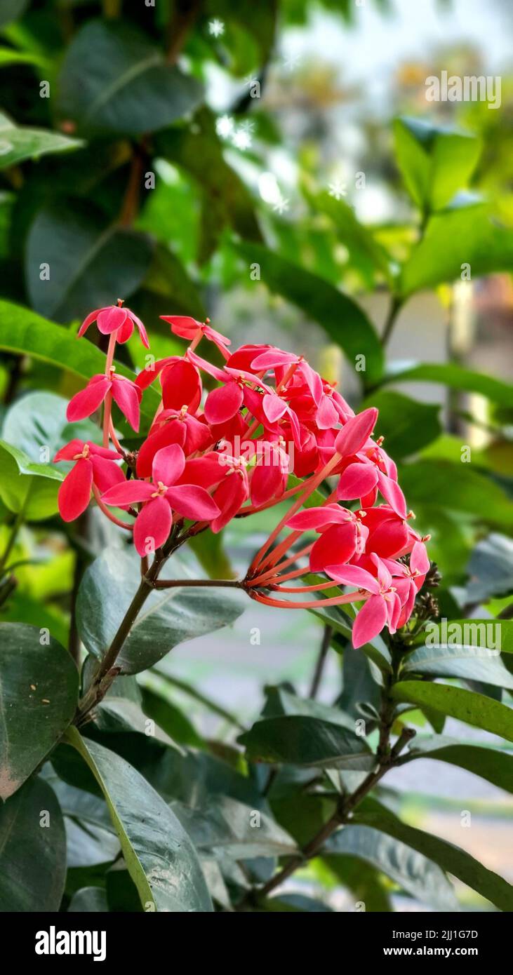 A vertical shot of red West Indian Jasmine flowers with leaves in ...