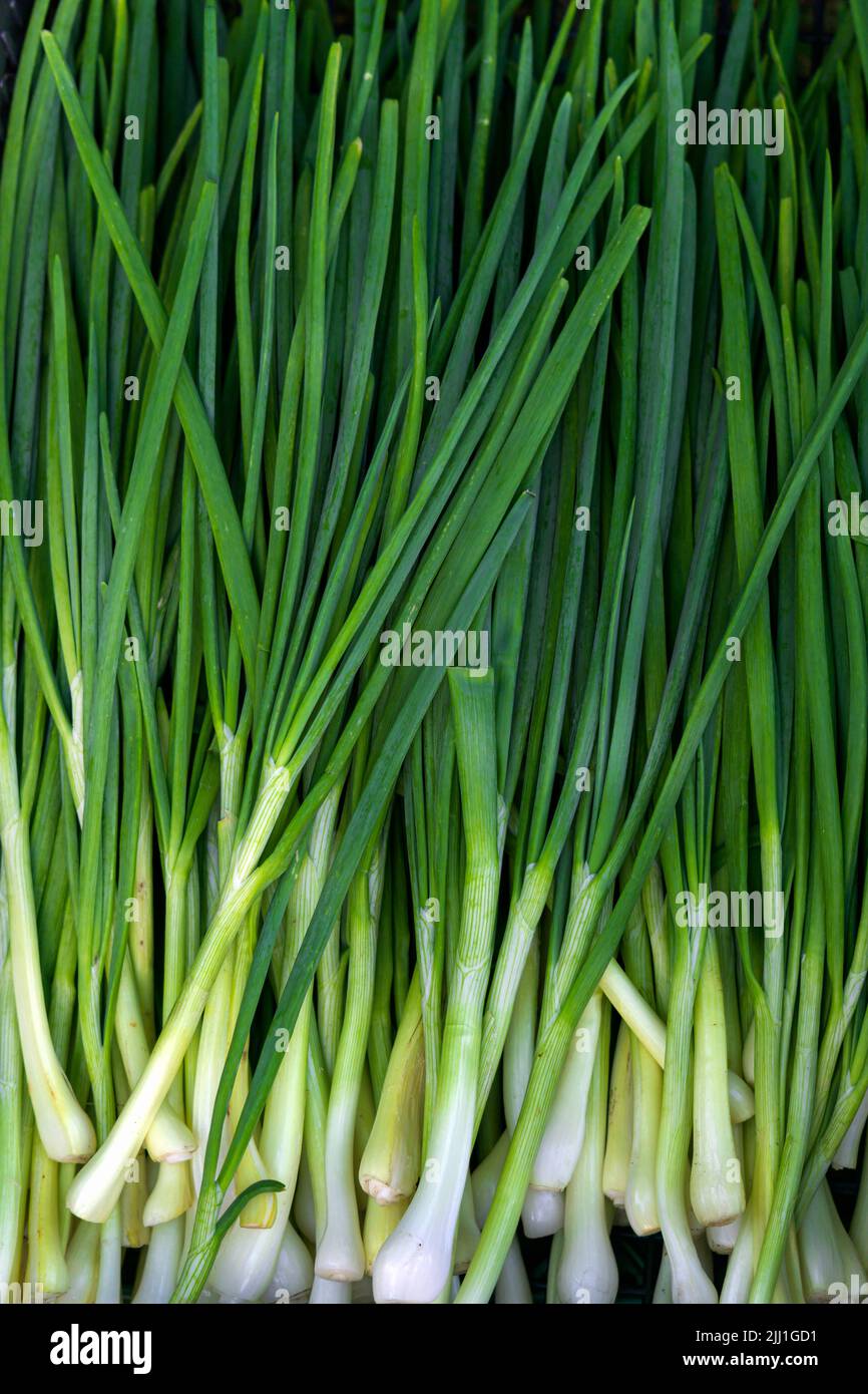Green feathers of a young spring onion. Vitamins from the garden Stock ...