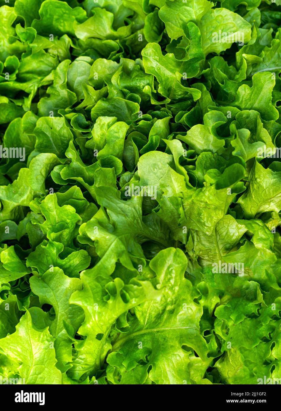 Top view lettuce leaves hi-res stock photography and images - Alamy
