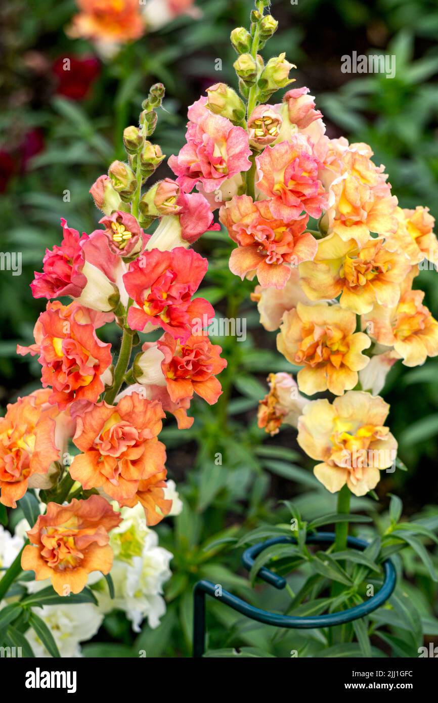 Field of snapdragon flower hi-res stock photography and images - Alamy