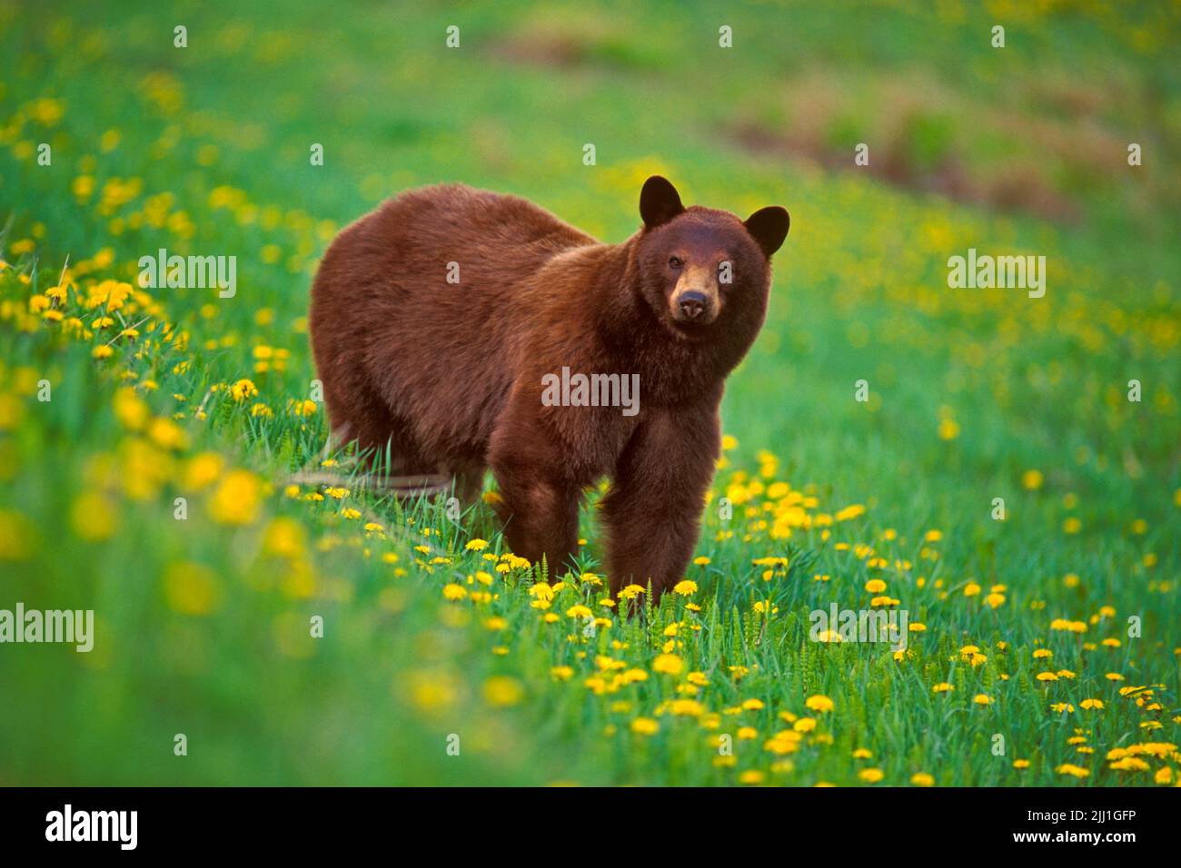 Black Bear, ( Ursus americanus ), rare cinnamon phase color in meadow ...