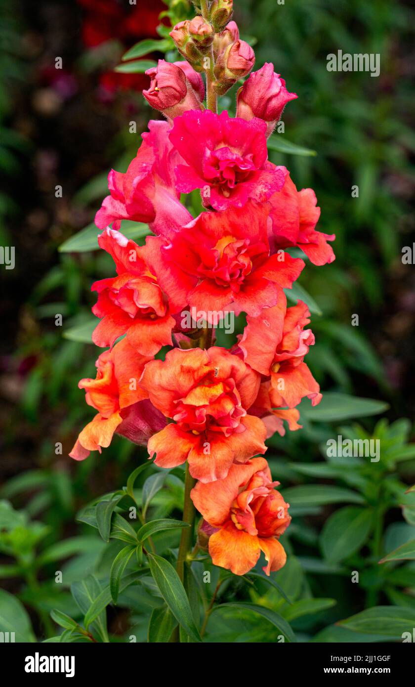 Snapdragon flowers in a field hi-res stock photography and images - Alamy