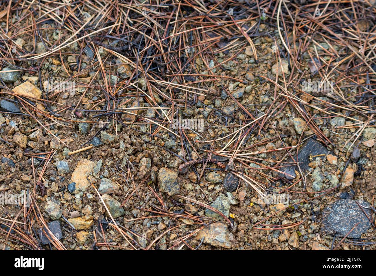 Selective focus shot of soil after rain with pebbles and pine leaves on ...