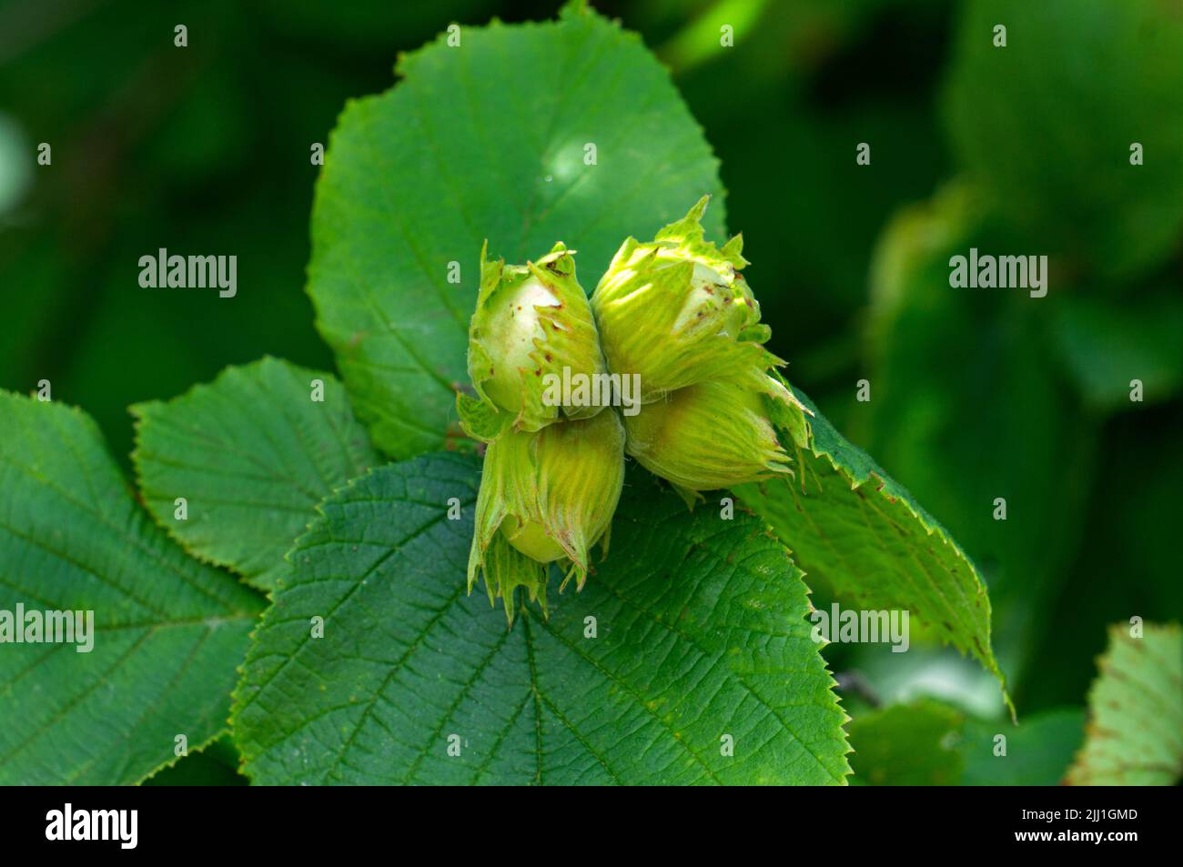 Green unripe hazelnuts on a branch in the garden Stock Photo - Alamy