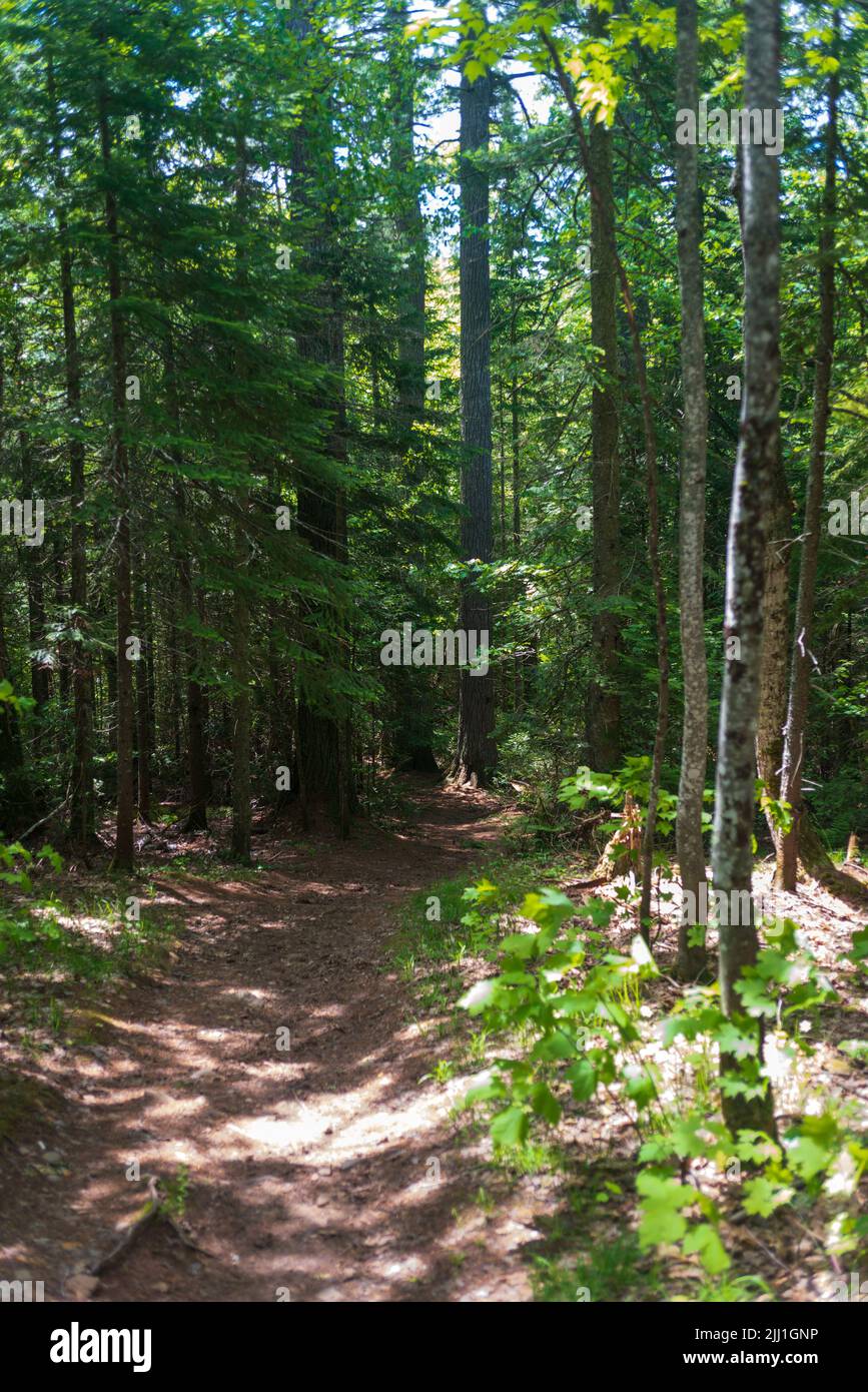Hiking trail through Estivant Pines a Nature Sanctuary of old growth ...