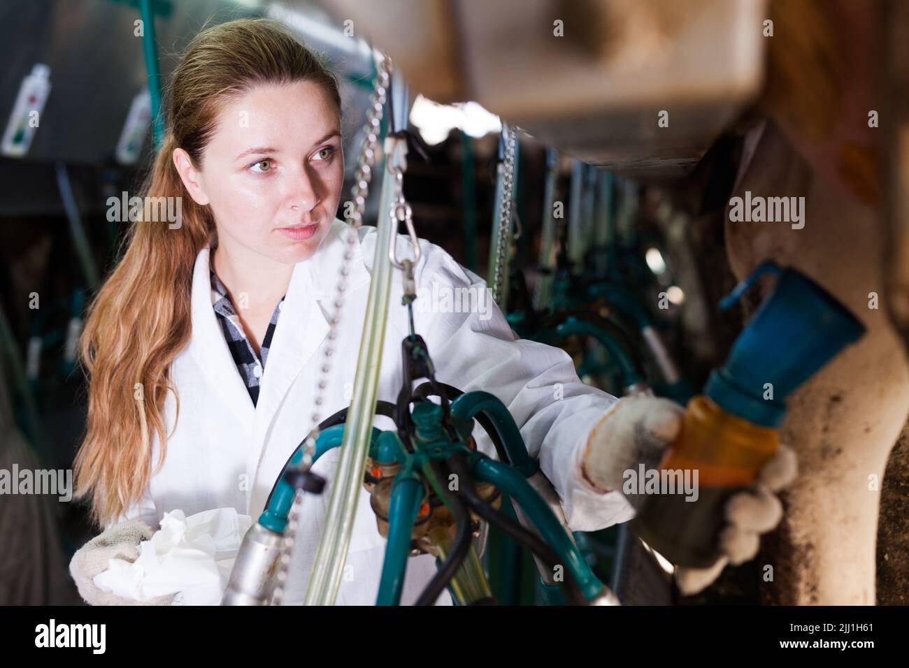 Woman working at milking line Stock Photo - Alamy