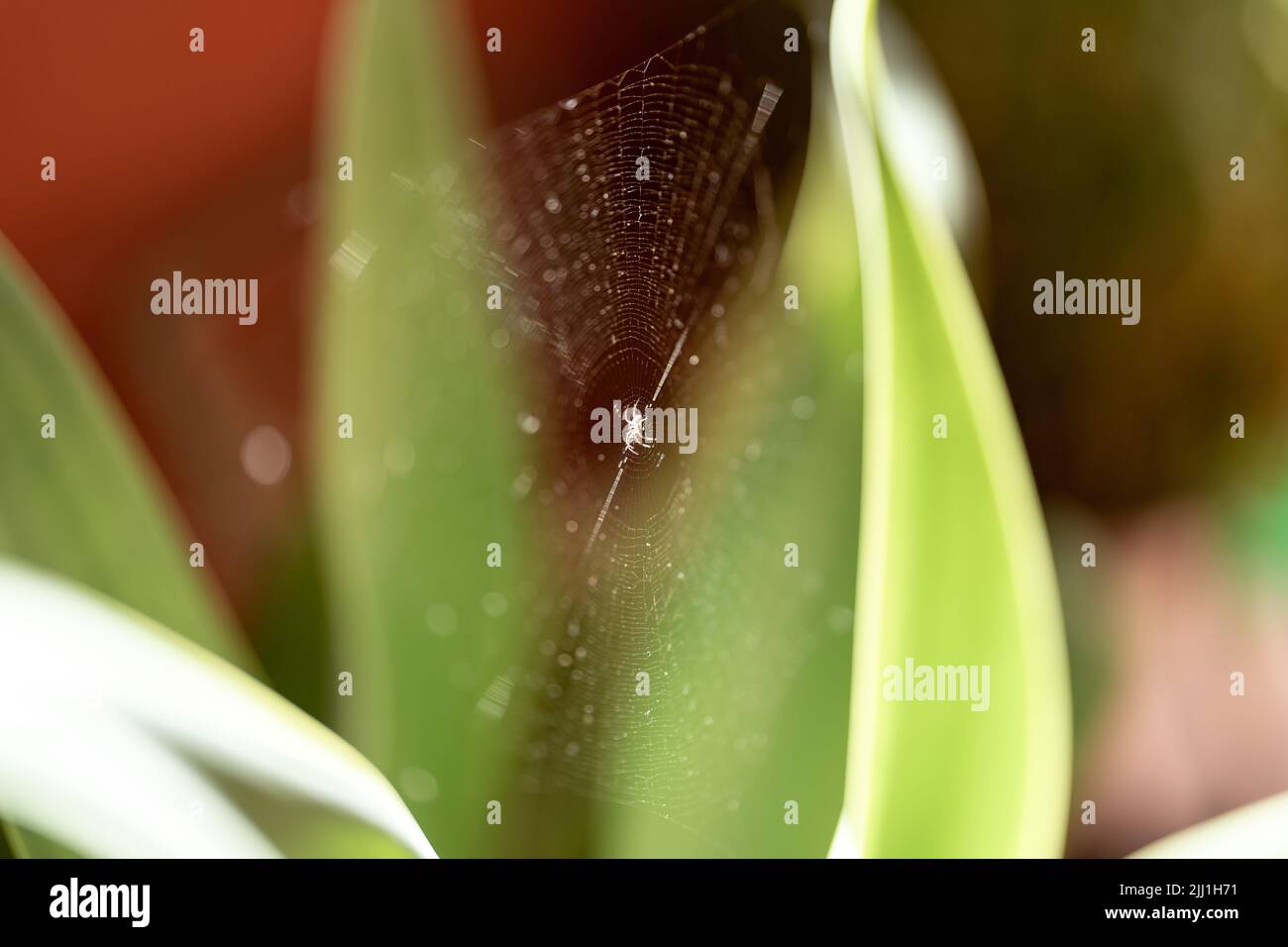 side view of a spider in the center of a spider's web Stock Photo - Alamy