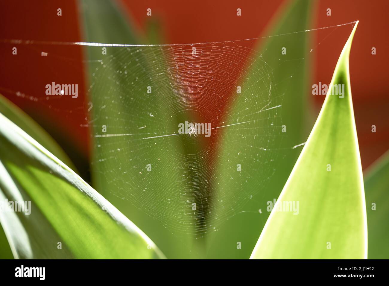 spider web with spider in the center Stock Photo - Alamy