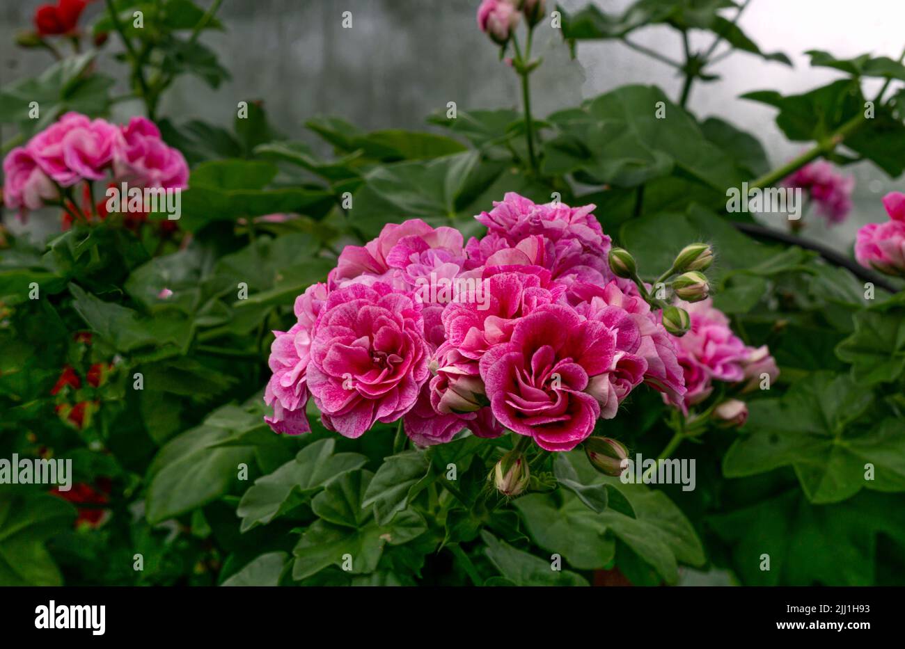 The bright pink bud of royal pelargonium blooms in summer Stock Photo ...