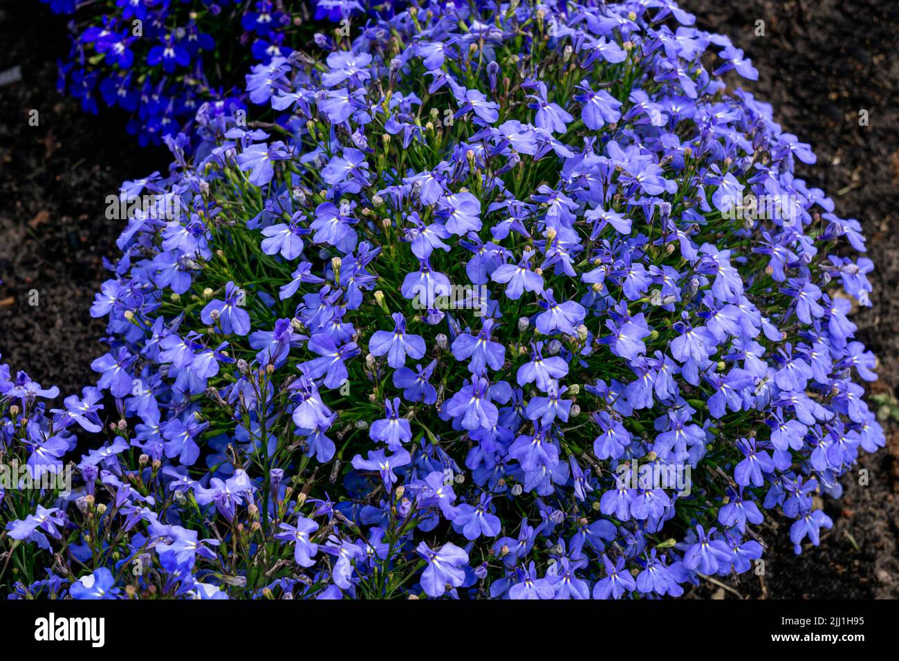 Lobelia bush with blue flowers in a flower bed in the garden Stock ...