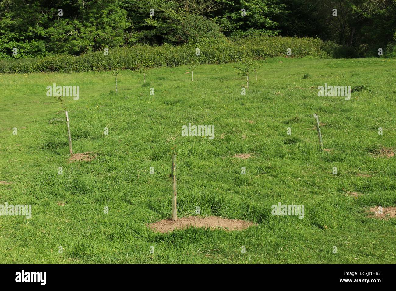 Saplings planted in a field to add more trees to a meadow (Sidmouth ...