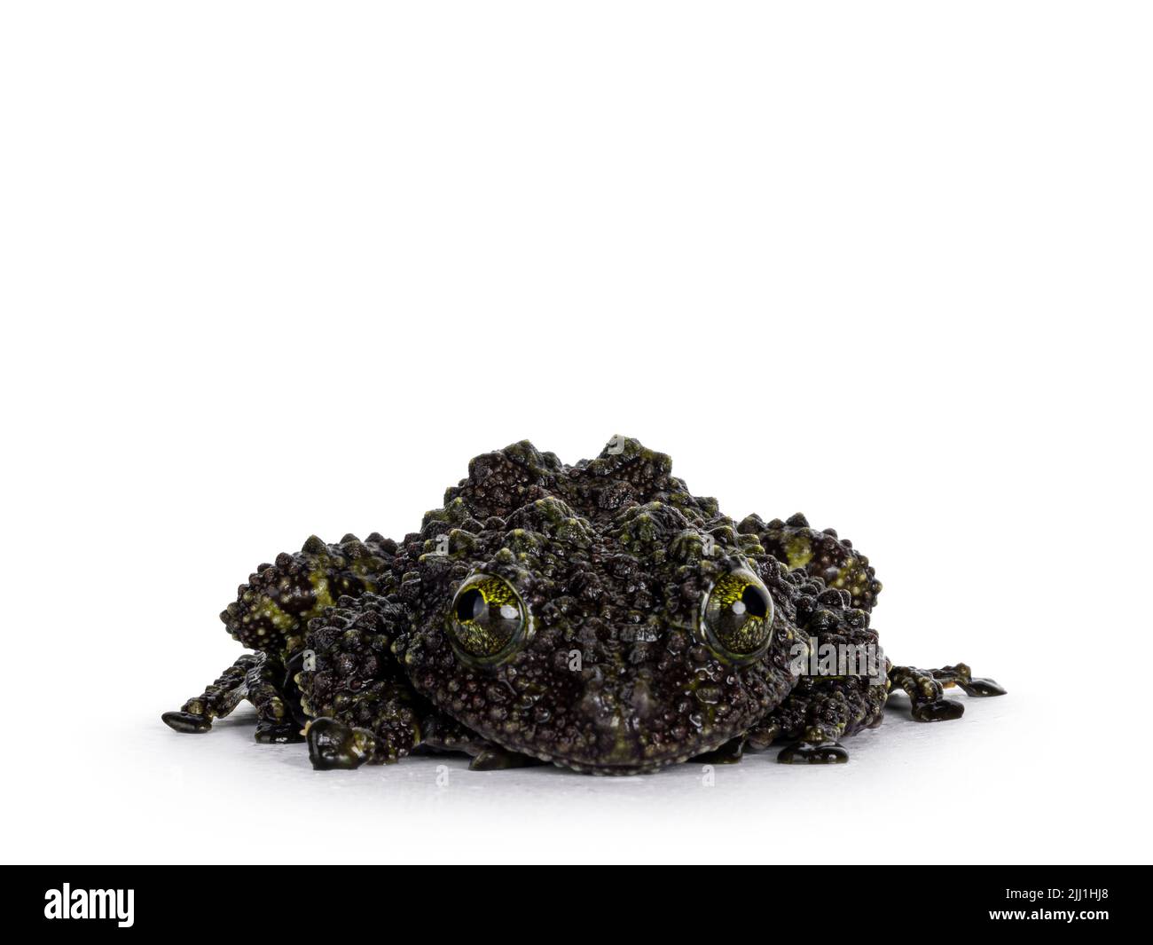 Mossy frog aka Theloderma corticale, laying flat down on surface ...