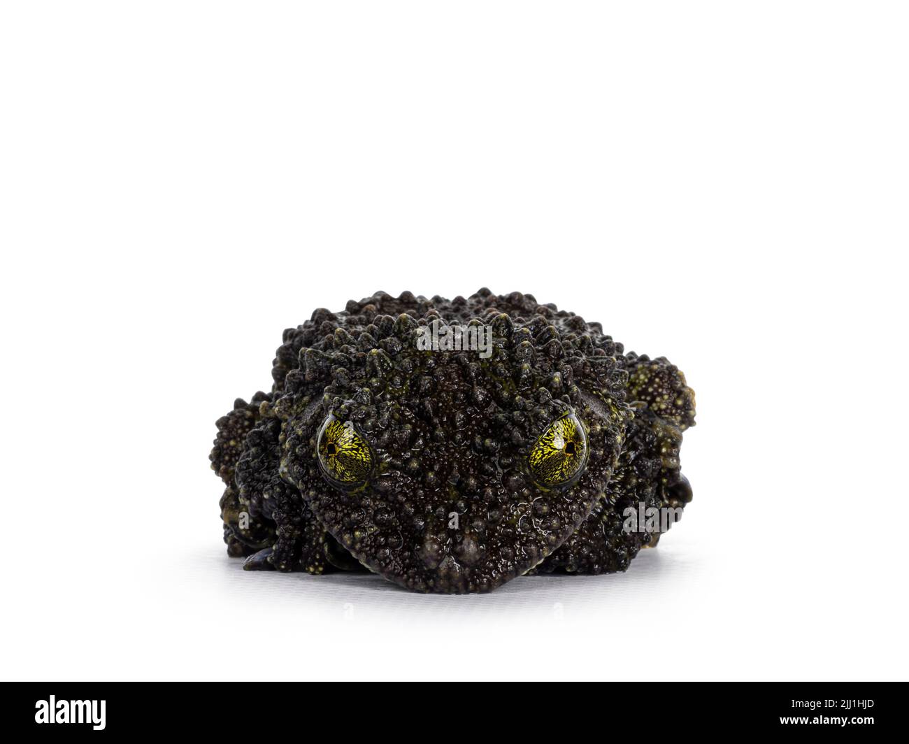 Rainforest fauna hi-res stock photography and images - Alamy