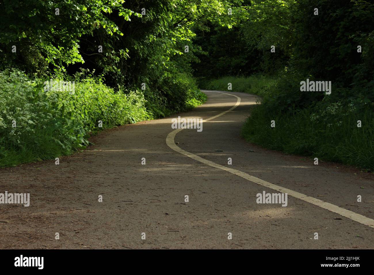 Concrete path through woods. Cycle path through a verdant, wooded park ...