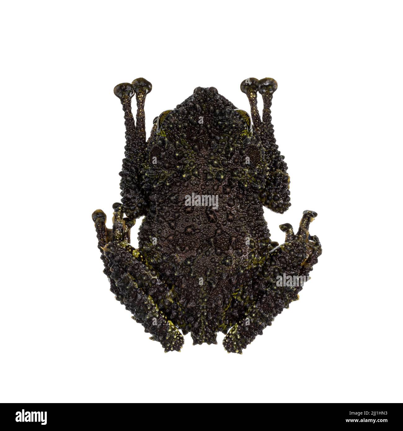 Top view of Mossy frog aka Theloderma corticale, laying flat down on ...