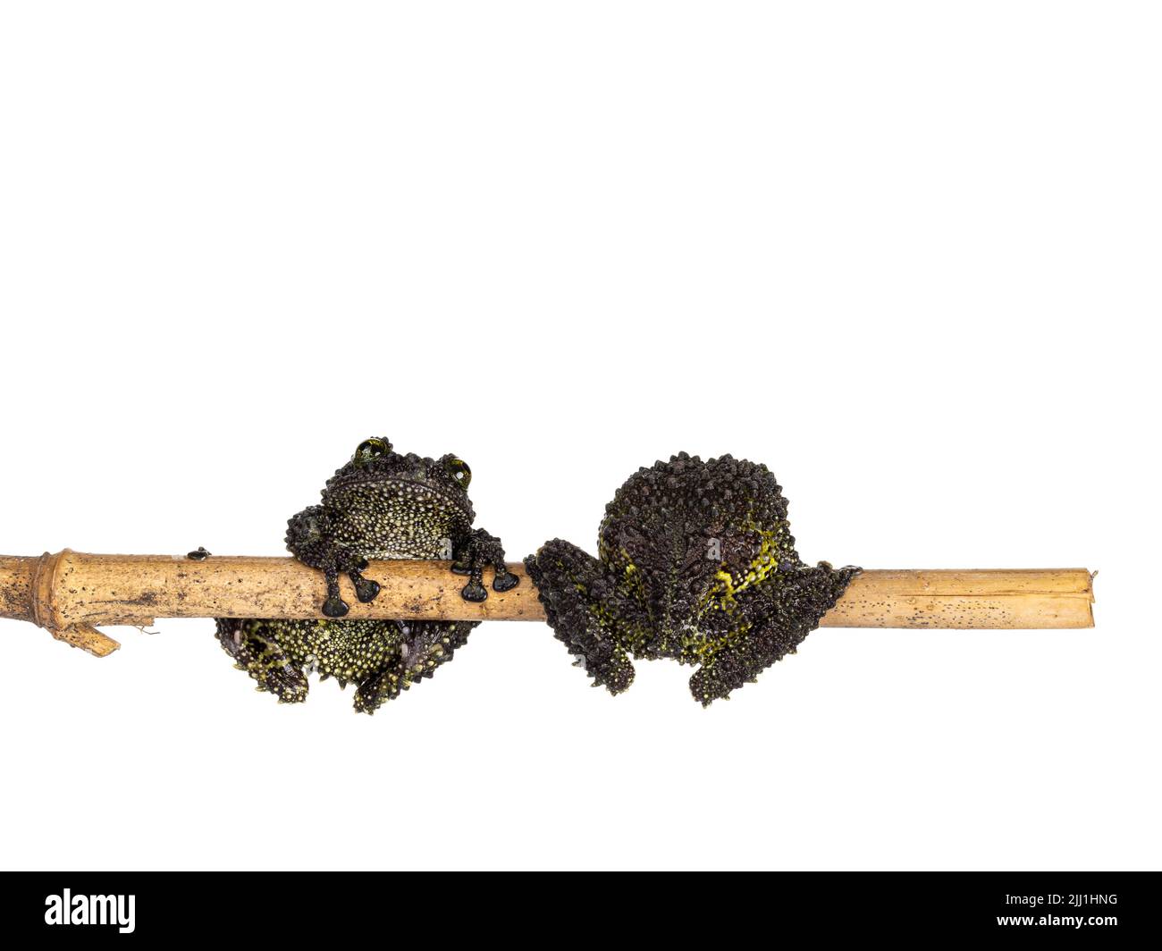 Two Mossy frogs aka Theloderma corticale, sitting front and back on ...