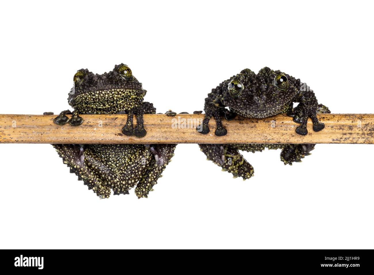 Two Mossy frogs aka Theloderma corticale, sitting on wooden stick ...