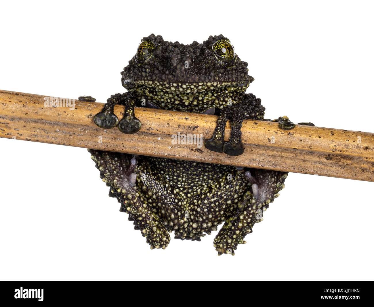Mossy frog aka Theloderma corticale, sitting on wooden stick. Isolated ...