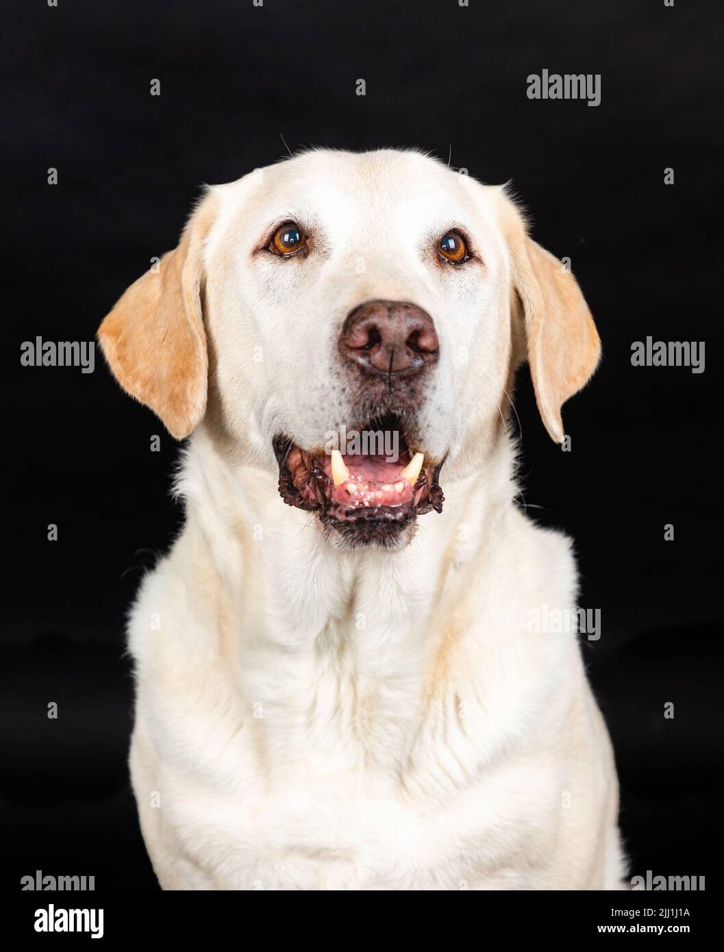 A vertical portrait of a white Labrador-retriever dog on a black studio ...