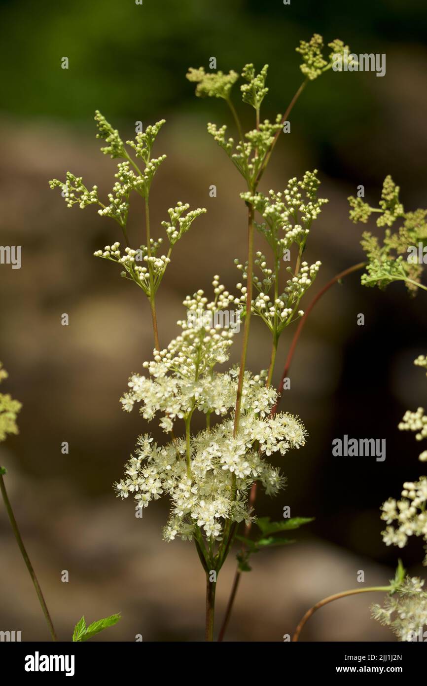 meadowsweet in bloom Stock Photo - Alamy
