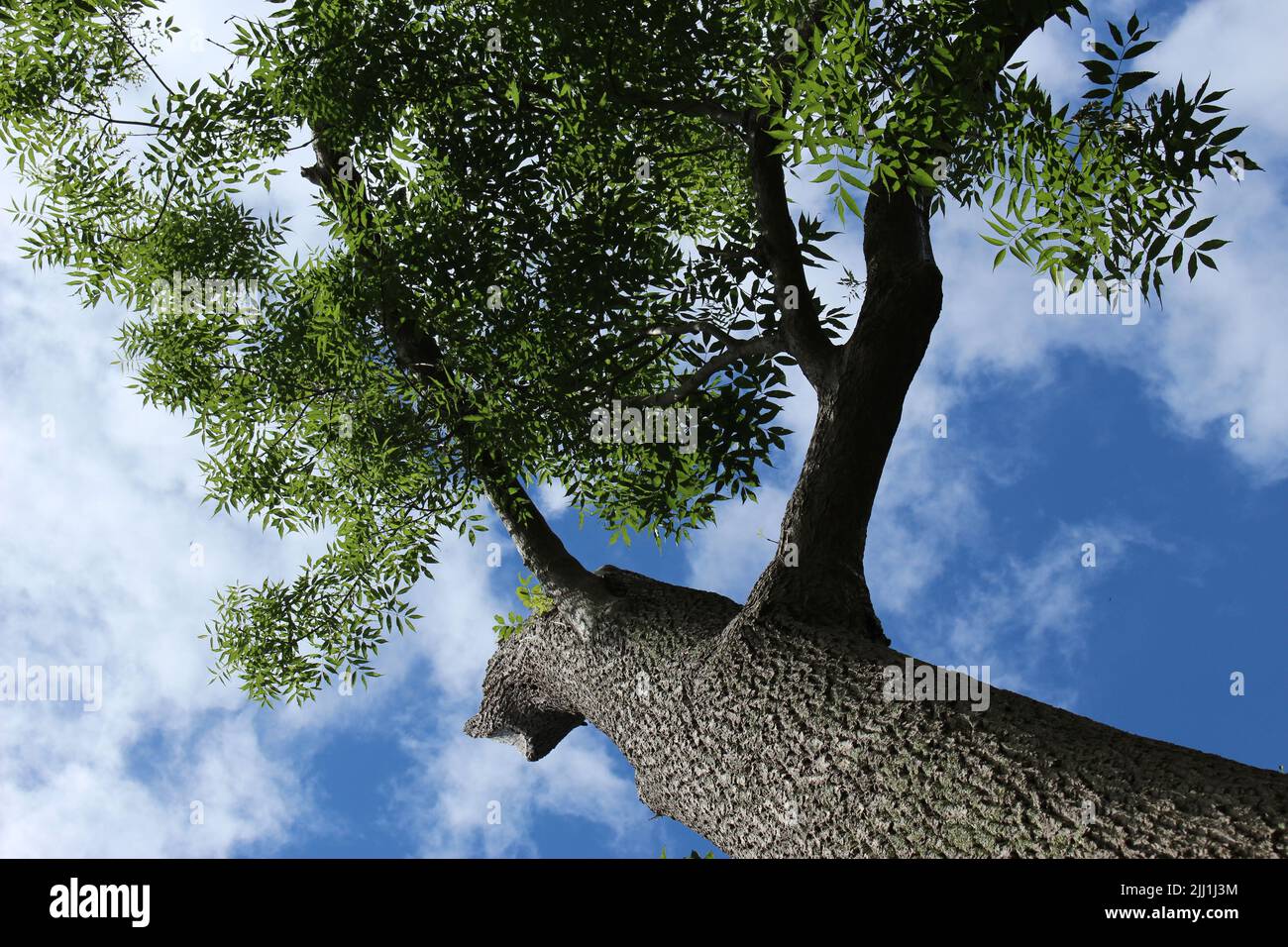 Canopy of a dying ash tree with only a few growing branches left. Low ...