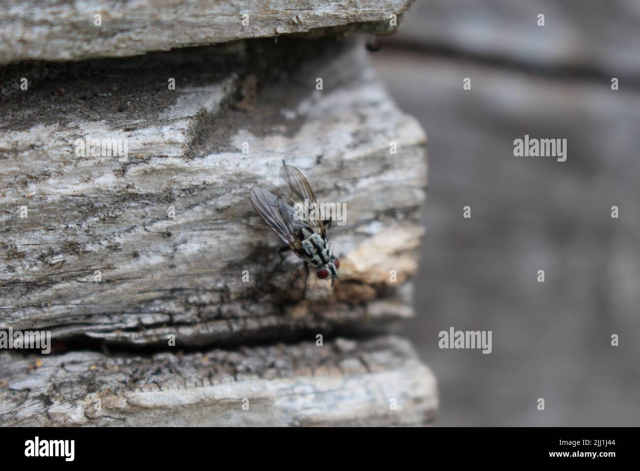 Flesh fly (Sarcophagidae) resting on aged grey wood in the forest ...