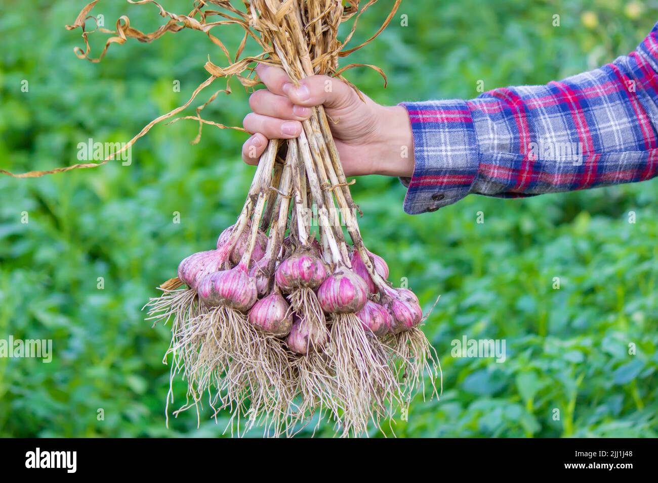 freshly picked garlic in the hands of a farmer. Environmentally ...