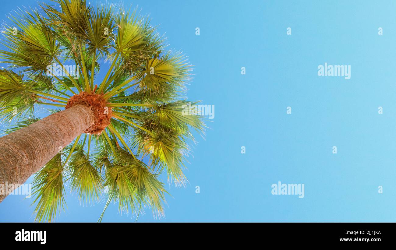Palm tree viewed from below at sunny day. Toned nature background for ...