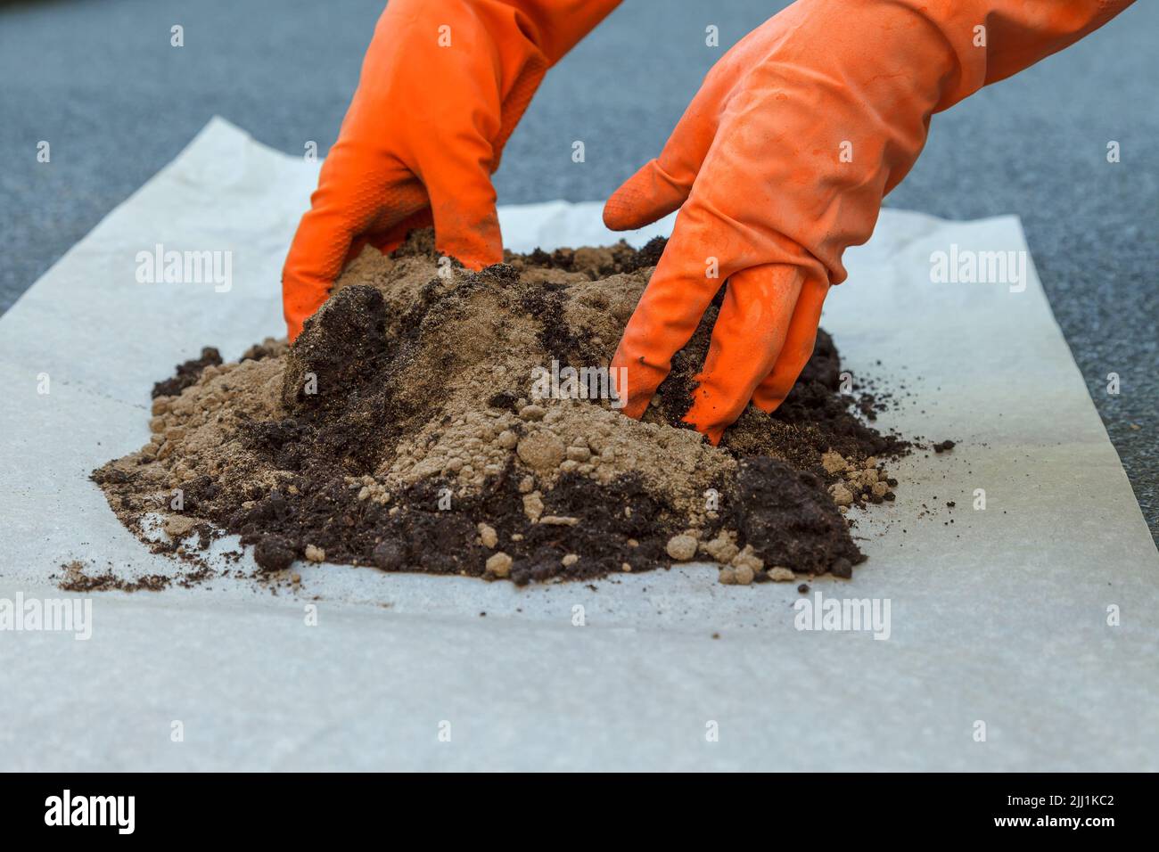 The process of preparing the soil for planting indoor plants Stock ...